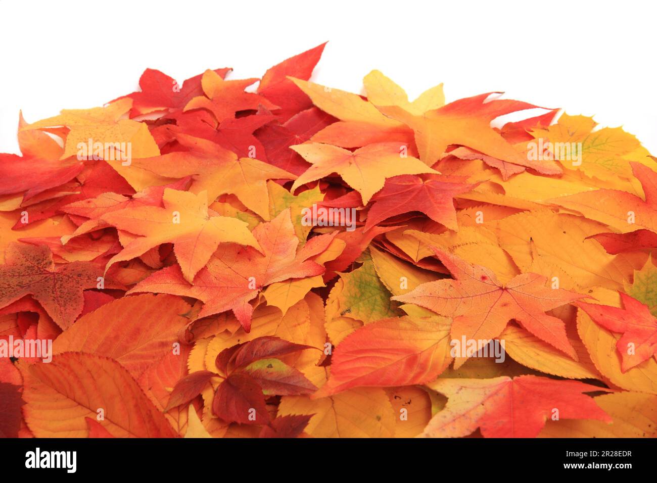 color autumn leaves isolated on white background Stock Photo - Alamy