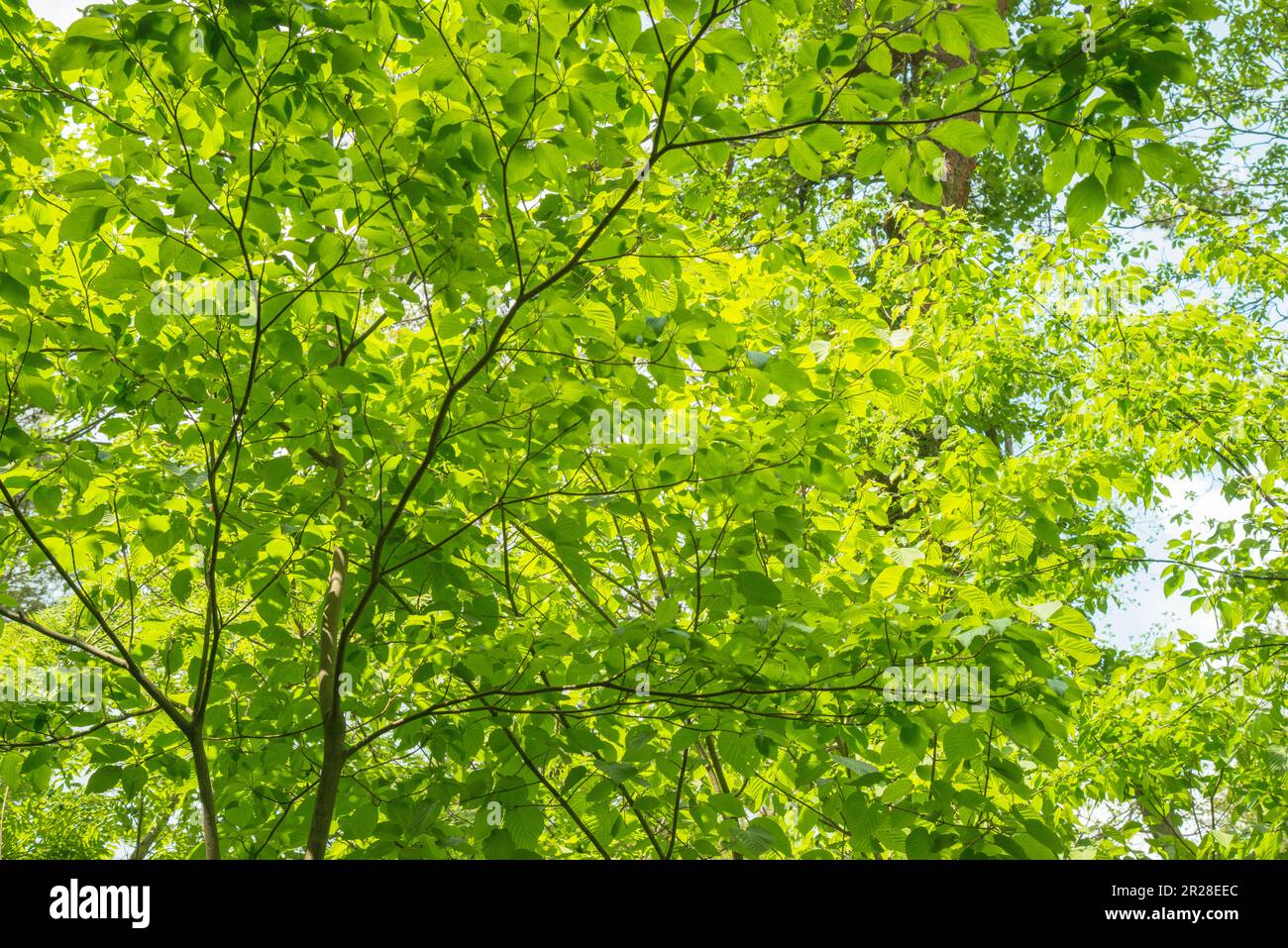 Verdure hi-res stock photography and images - Alamy
