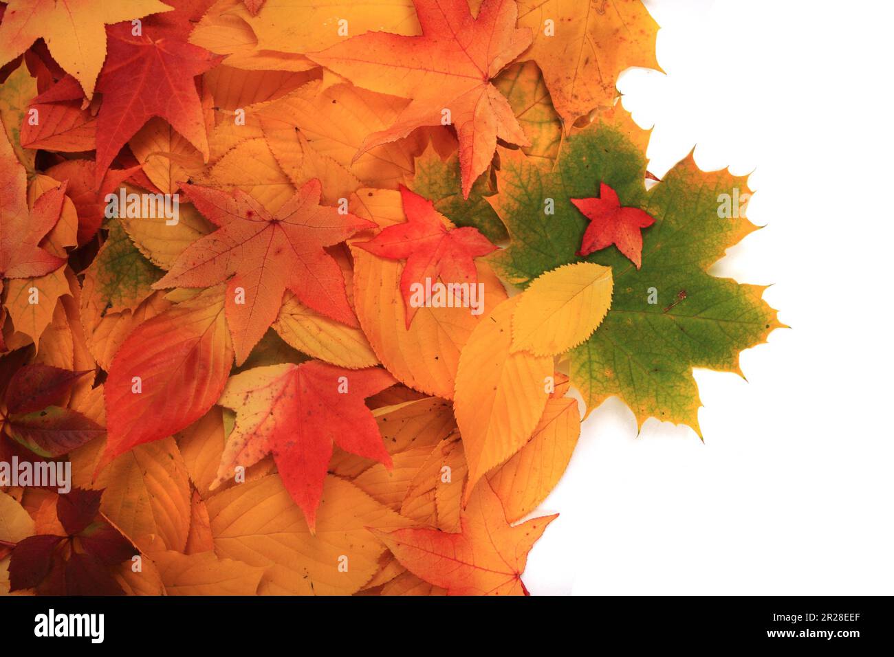color autumn leaves isolated on white background Stock Photo - Alamy