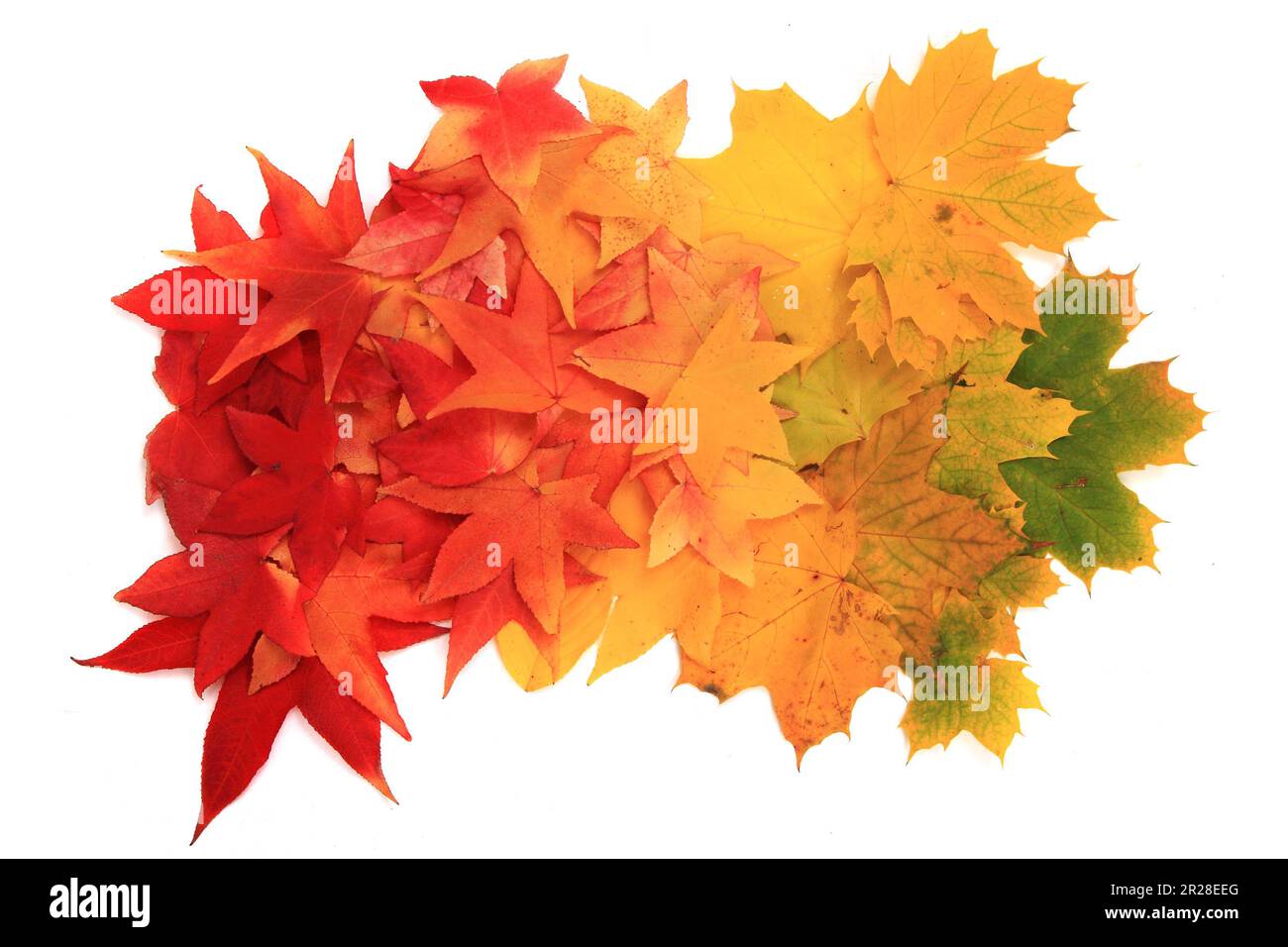 color autumn leaves isolated on white background Stock Photo - Alamy