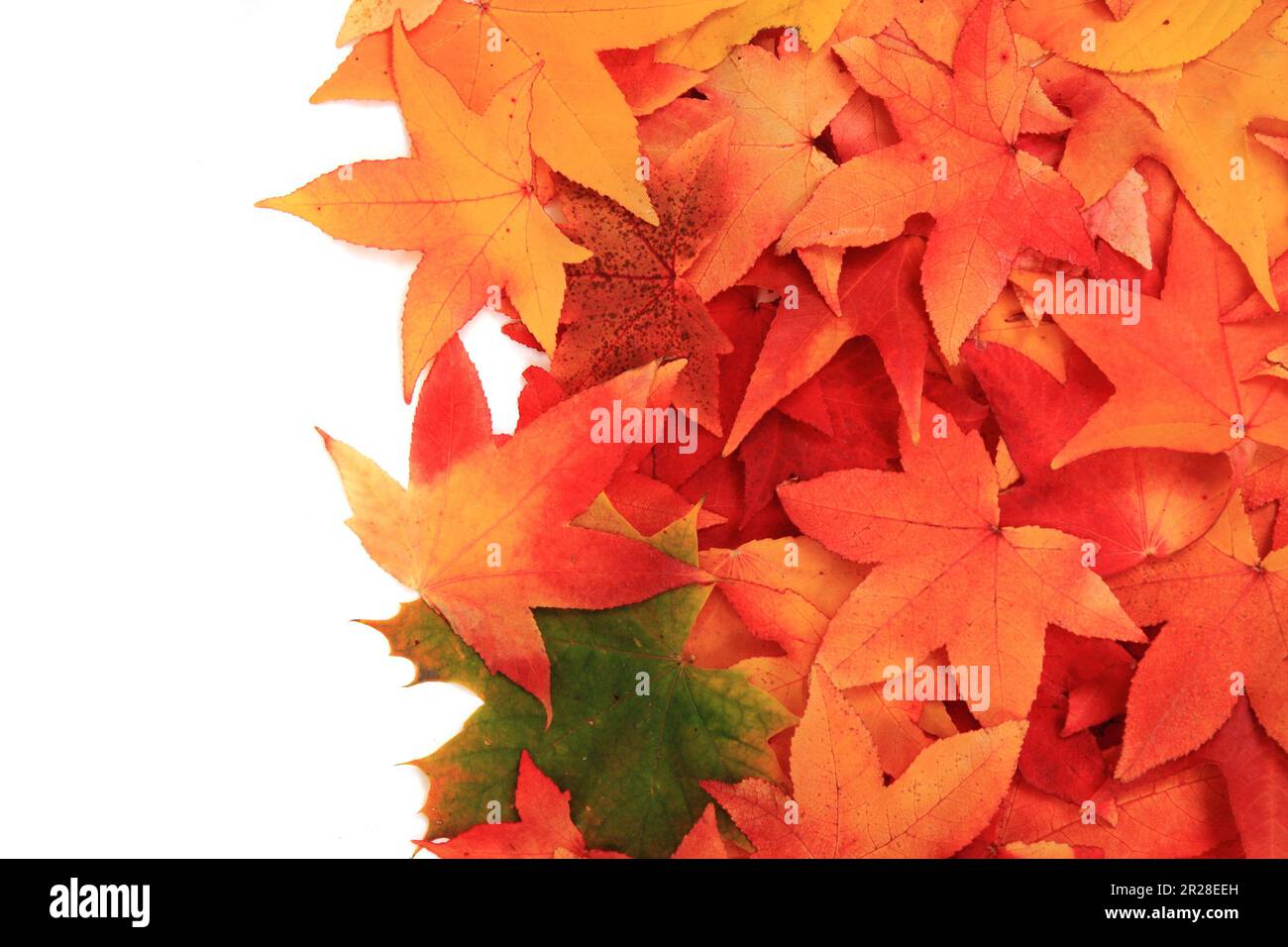 color autumn leaves isolated on white background Stock Photo - Alamy