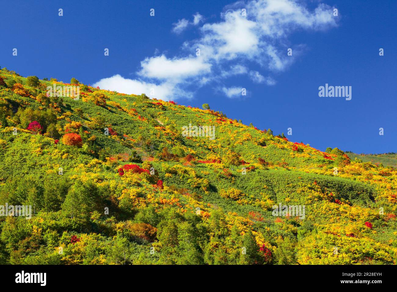 Autumn leaves seen from Hachimantai Aspite Line Stock Photo - Alamy