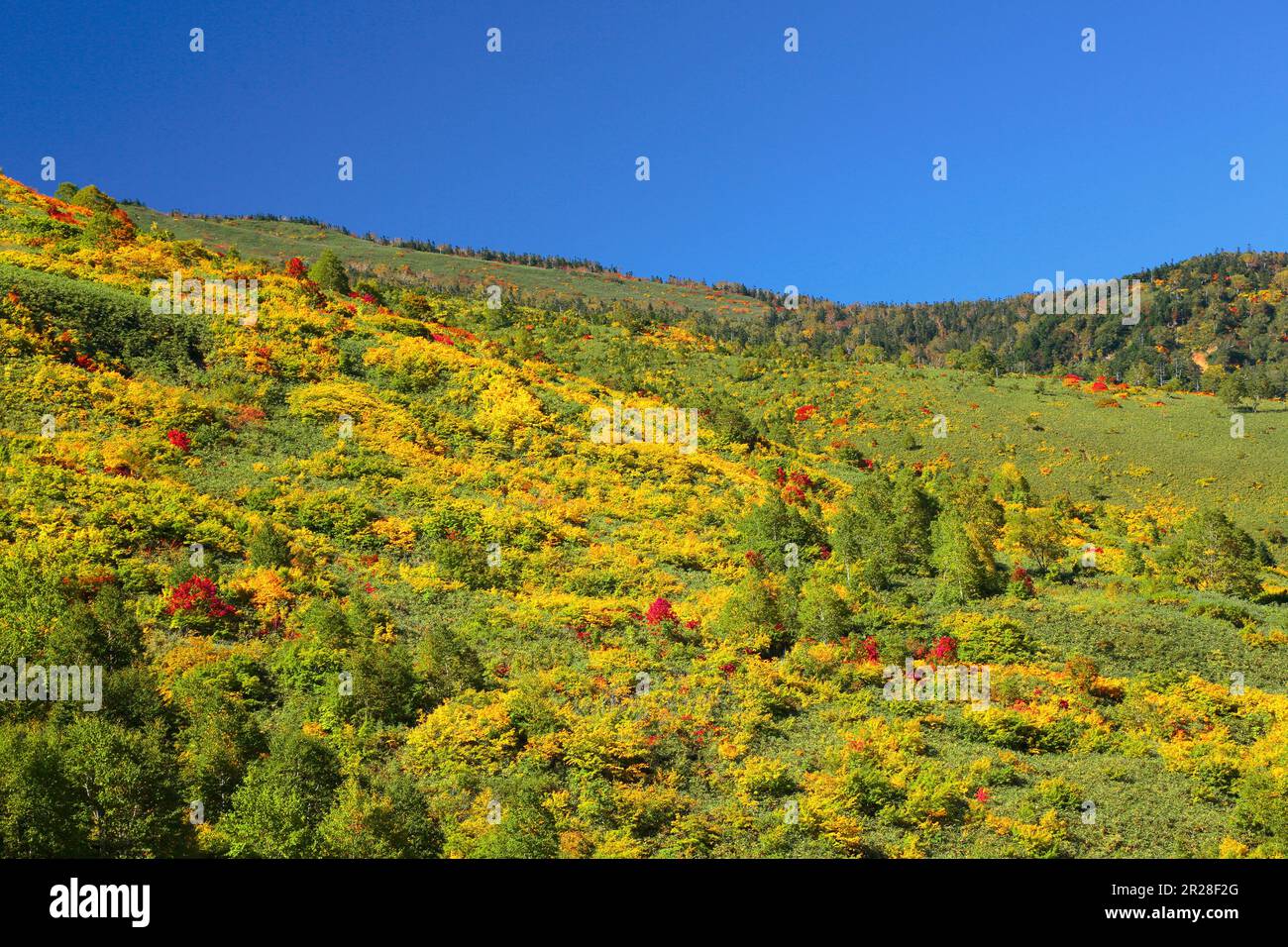 Autumn leaves seen from Hachimantai Aspite Line Stock Photo - Alamy
