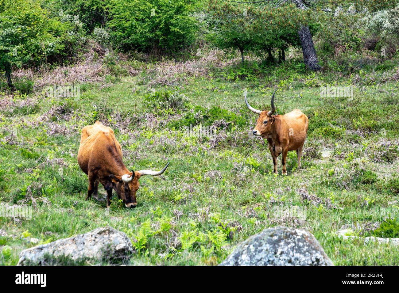 Cachenas cow hi-res stock photography and images - Alamy