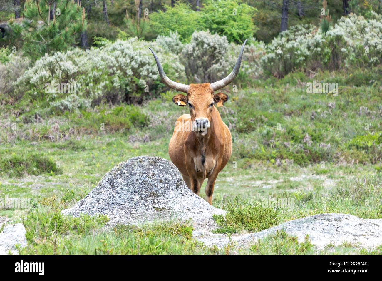 Portugal mountain animal hi-res stock photography and images - Alamy
