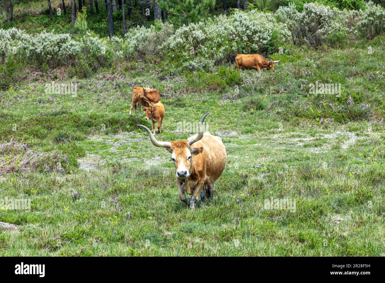 Portugal mountain animal hi-res stock photography and images - Alamy