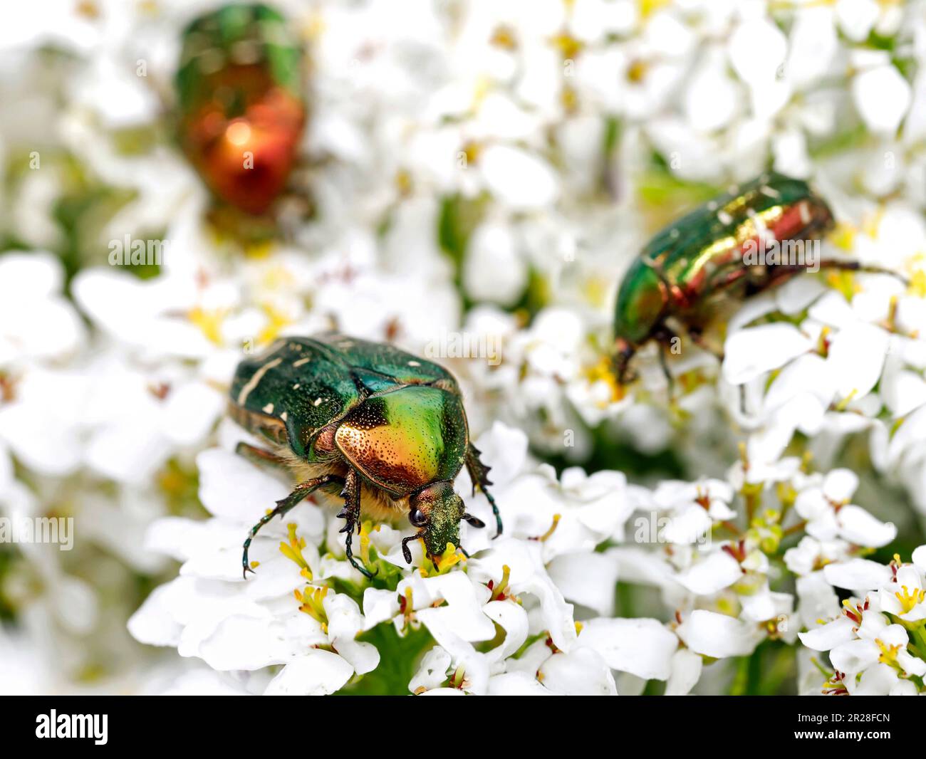 Black rose chafer hi-res stock photography and images - Alamy