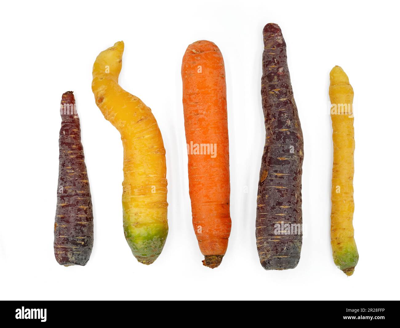Yellow, purple and orange carrots of different sizes and shapes ...