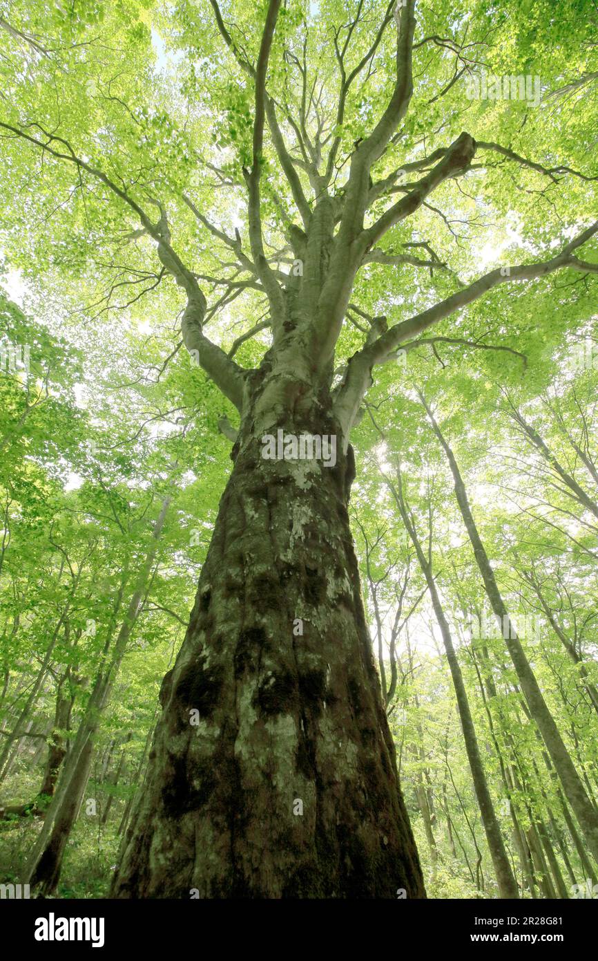 Appi kogen hi-res stock photography and images - Alamy