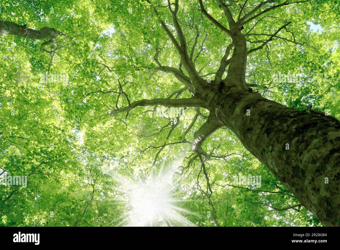 Appi kogen hi-res stock photography and images - Alamy