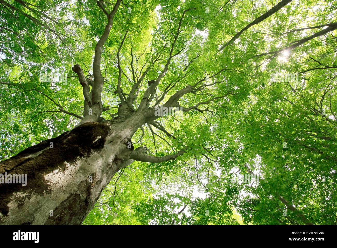 Appi kogen hi-res stock photography and images - Alamy