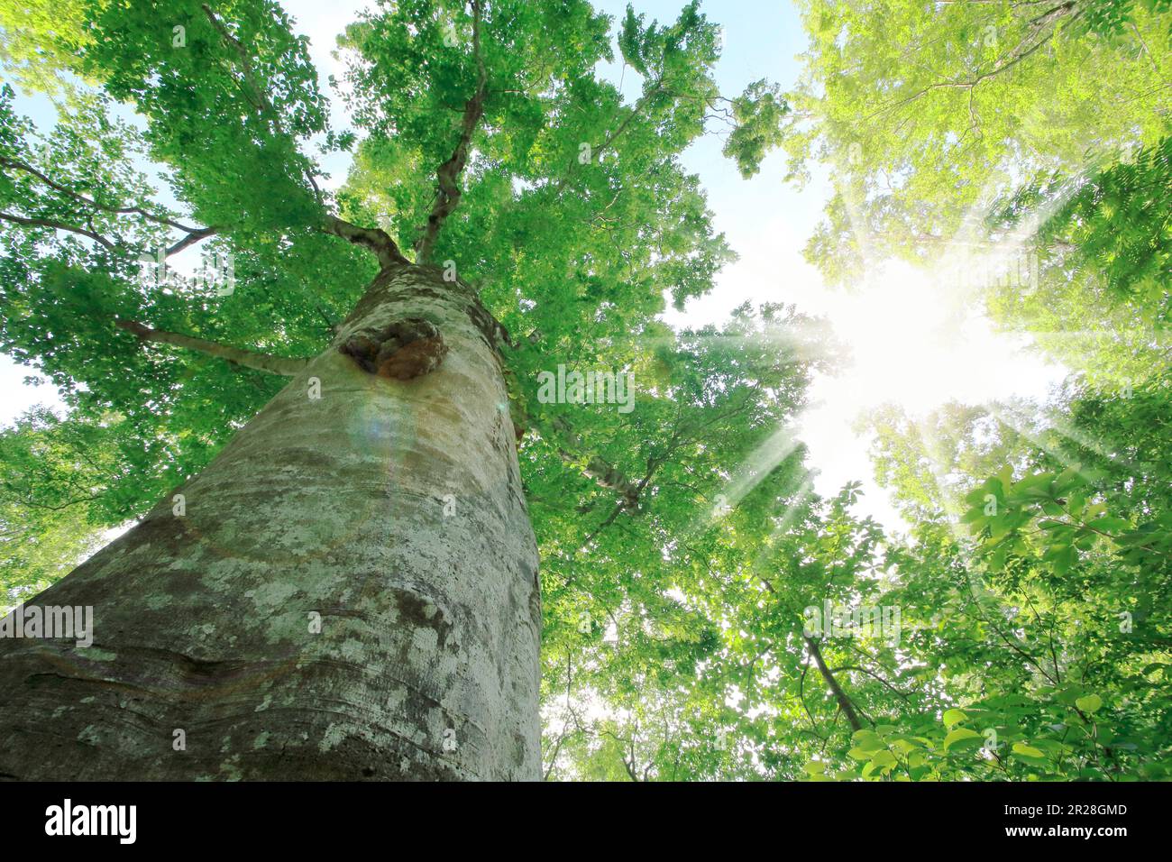 Shirakami mountains, Mother tree with green Stock Photo - Alamy