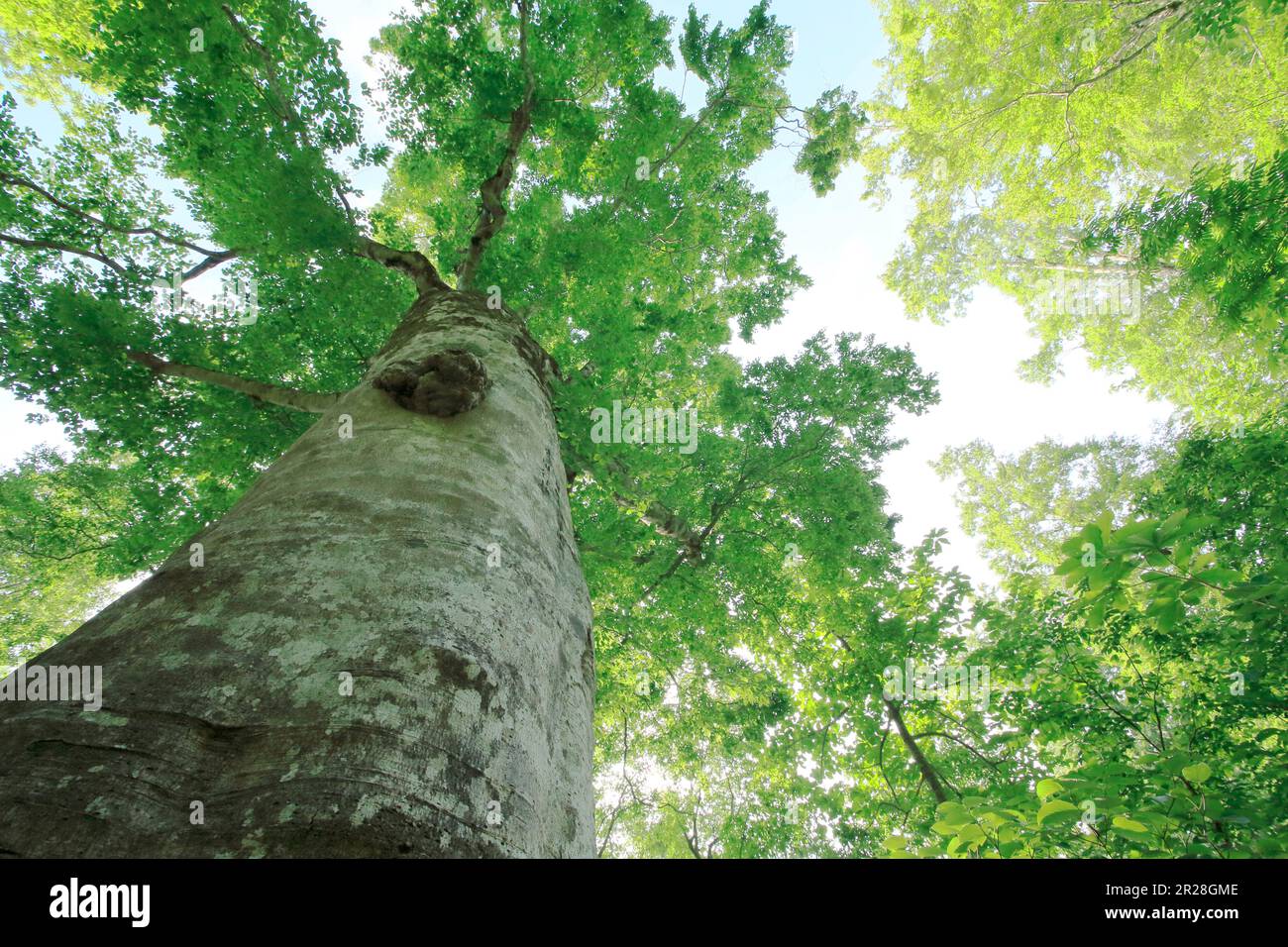 Shirakami mountains, Mother tree with green Stock Photo - Alamy