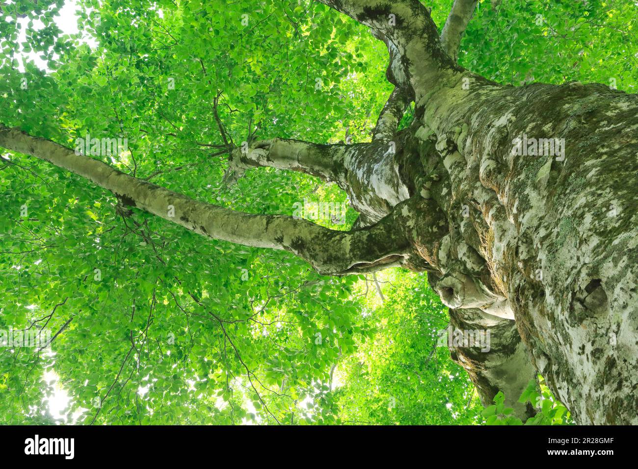 Shirakami mountains, Mother tree with green Stock Photo - Alamy