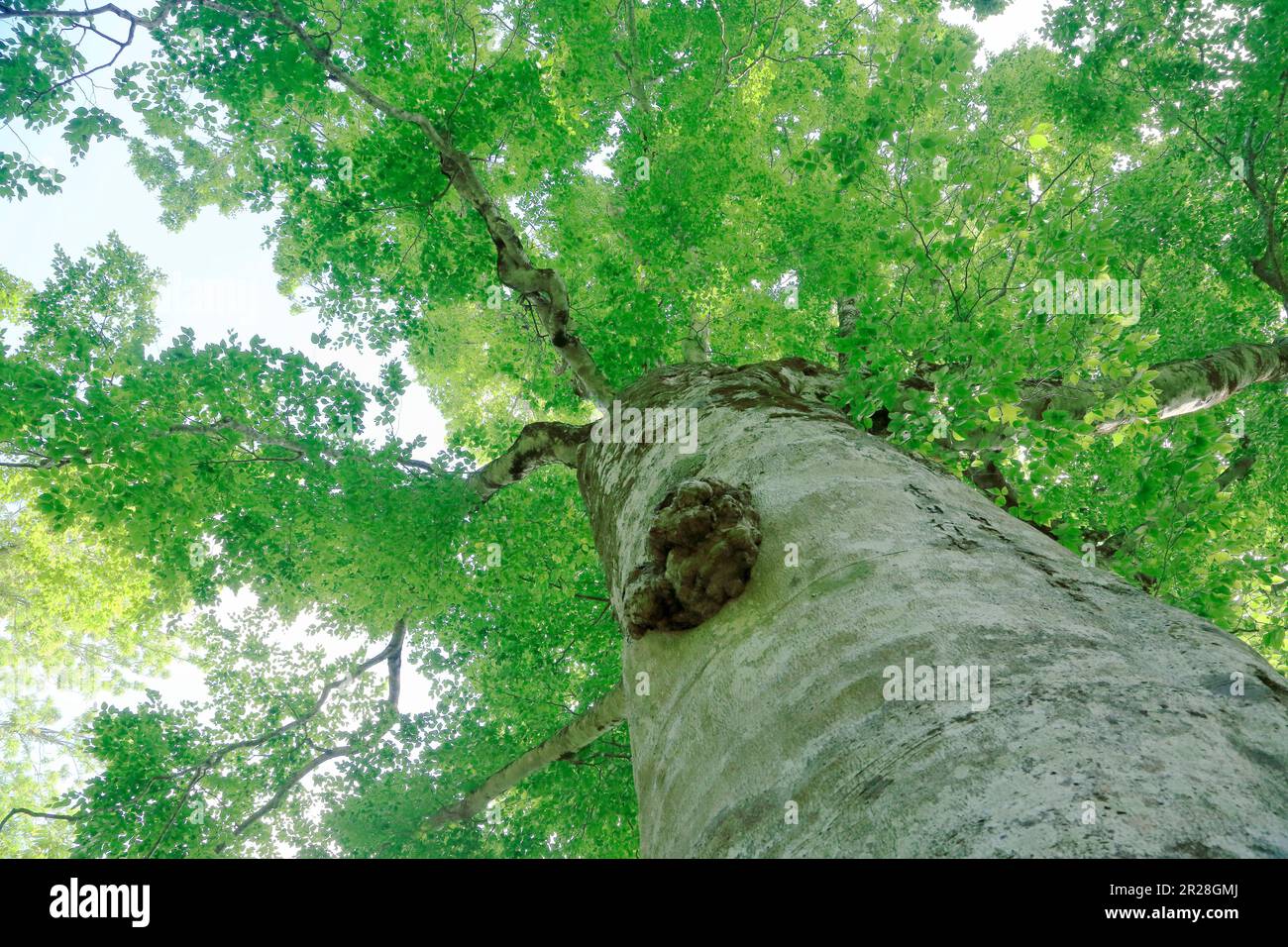 Mother tree japan hi-res stock photography and images - Alamy