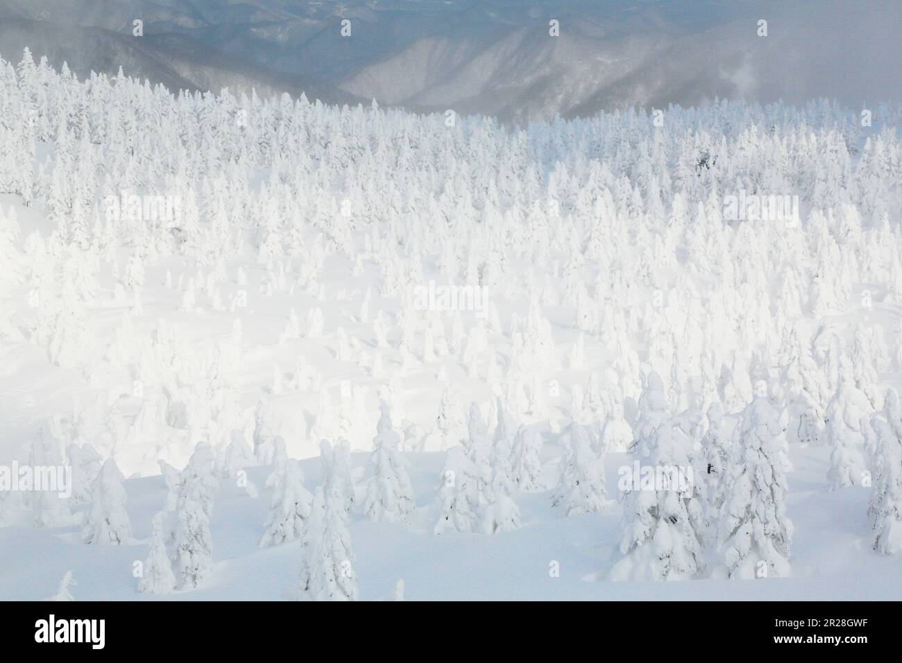 Trees on Mount Zao covered in frost Stock Photo - Alamy