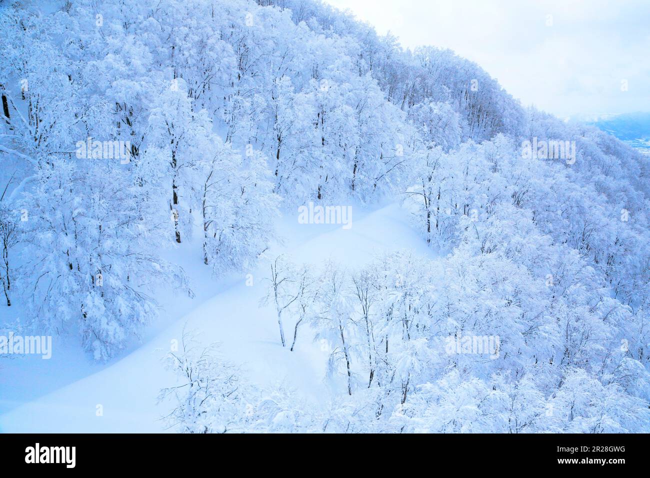 Trees on Mount Zao covered in frost Stock Photo - Alamy