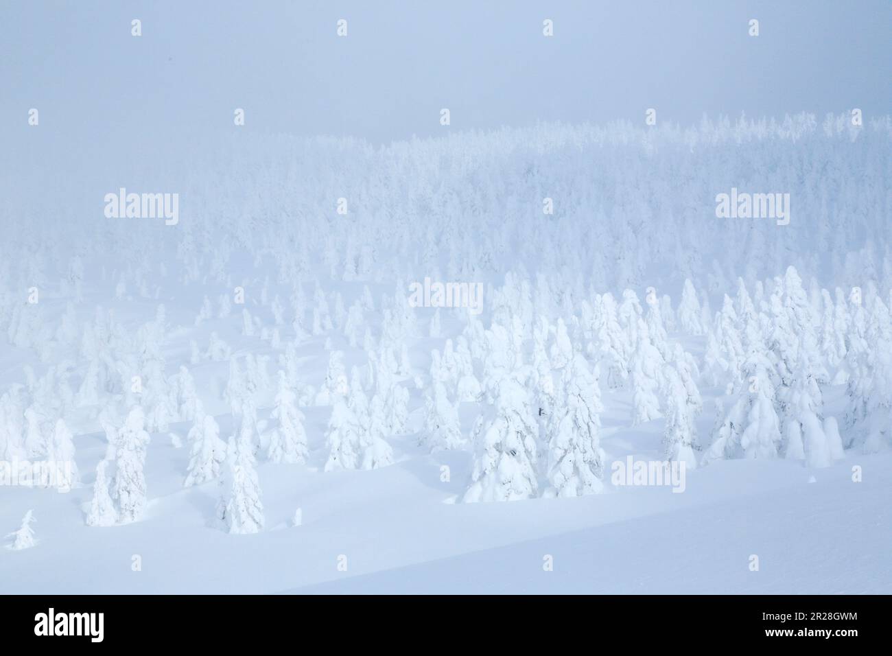 Trees on Mount Zao covered in frost Stock Photo - Alamy