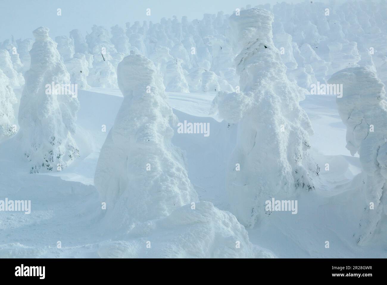 Trees on Mount Zao covered in frost Stock Photo - Alamy