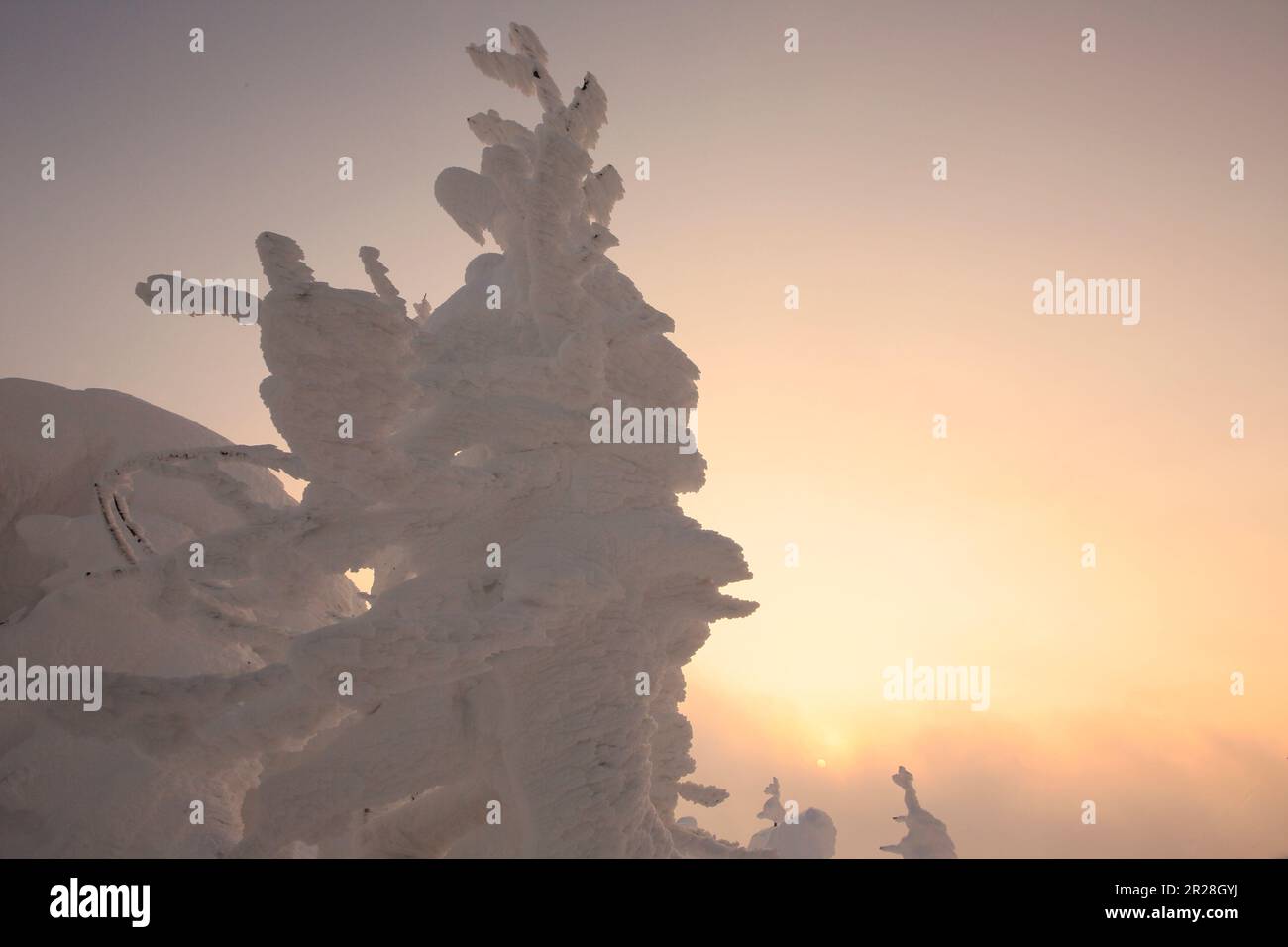 Trees on Mount Zao covered in frost Stock Photo - Alamy