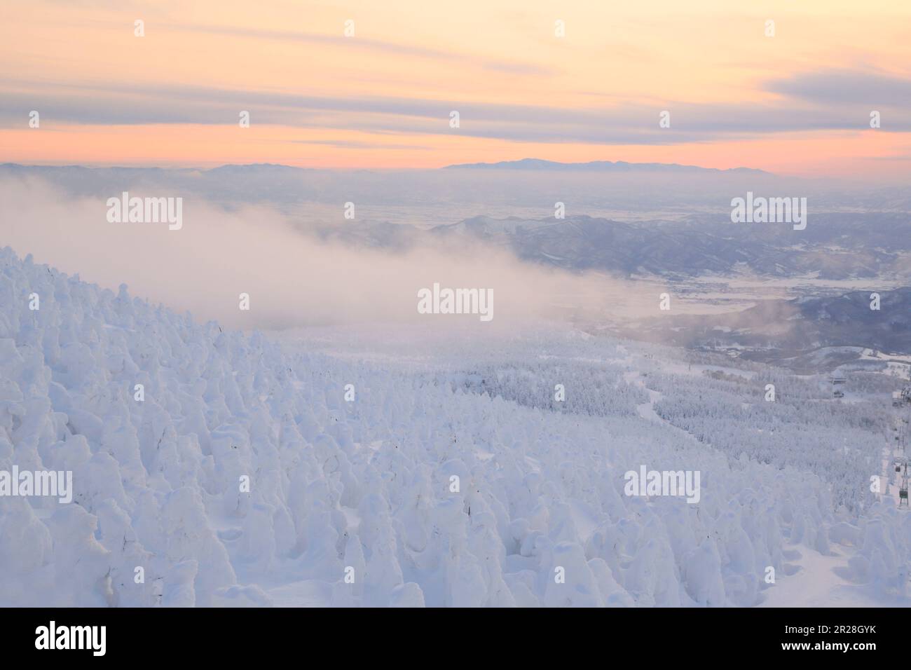 Trees on Mount Zao covered in frost Stock Photo - Alamy