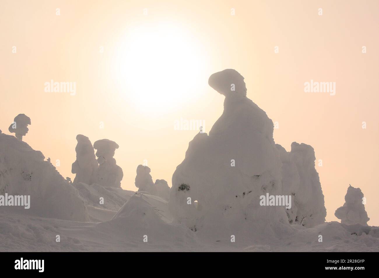 Trees on Mount Zao covered in frost Stock Photo - Alamy