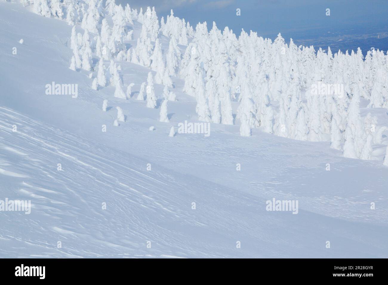 Trees on Mount Zao covered in frost Stock Photo - Alamy