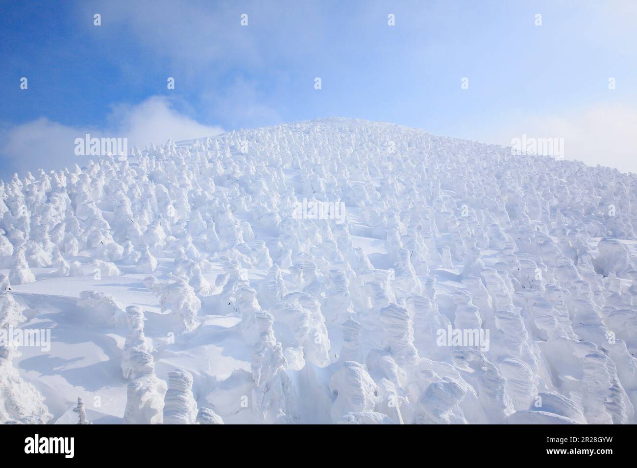 Trees on Mount Zao covered in frost Stock Photo - Alamy