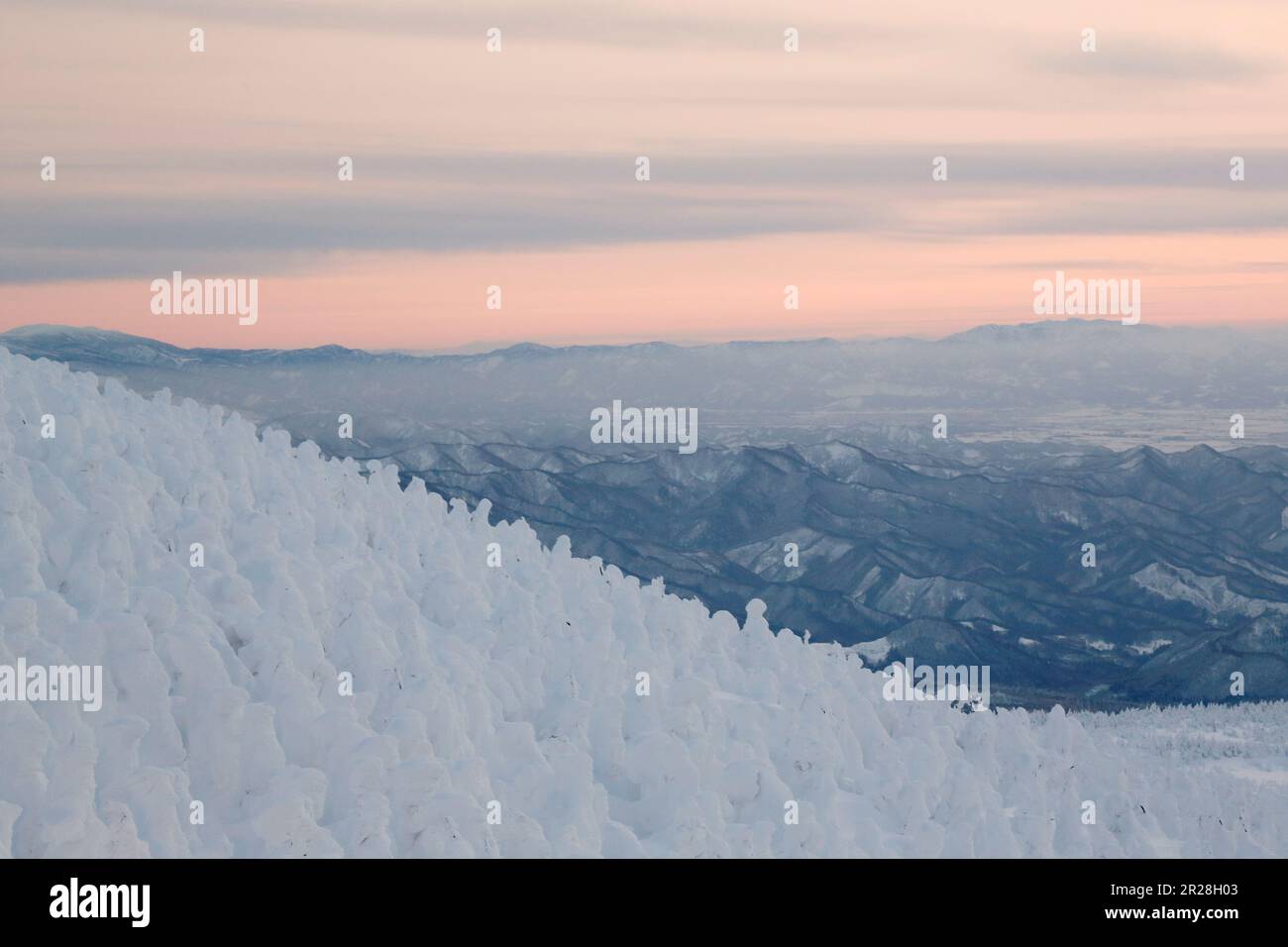 Trees on Mount Zao covered in frost Stock Photo - Alamy