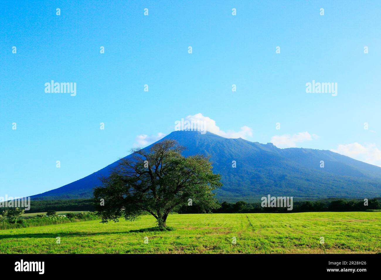 View of Mount Iwate and a single cherry tree standing tall at Joubou in ...