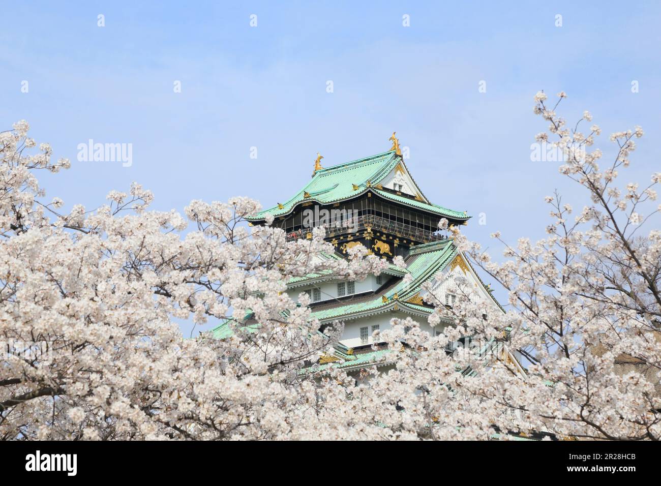 The cherry tree of Osaka Castle Park Stock Photo - Alamy