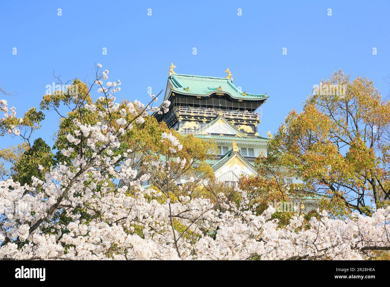 Sakura and Osaka Castle Stock Photo - Alamy