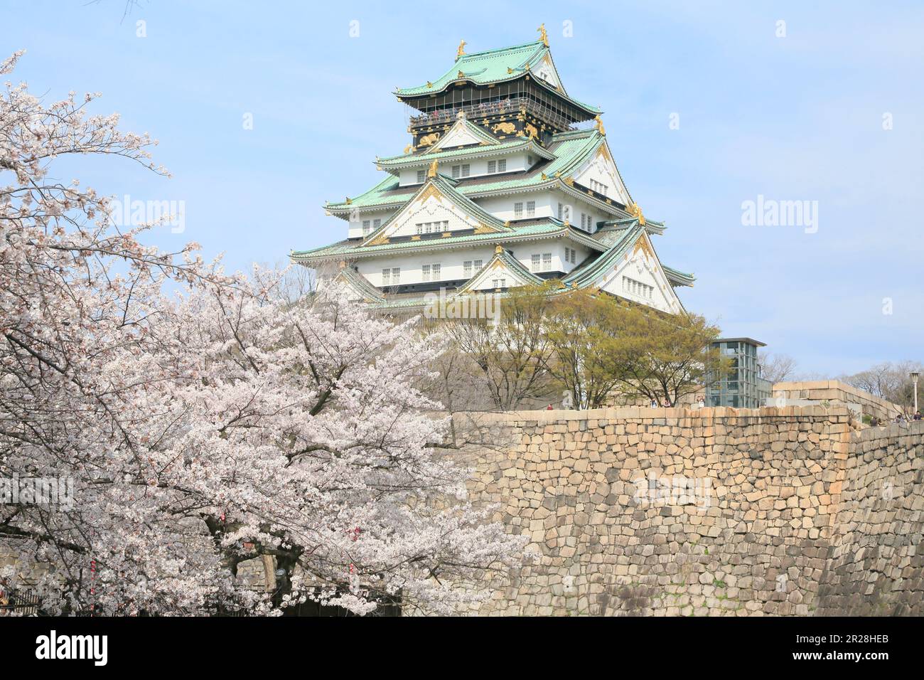 The cherry tree of Osaka Castle Park Stock Photo - Alamy