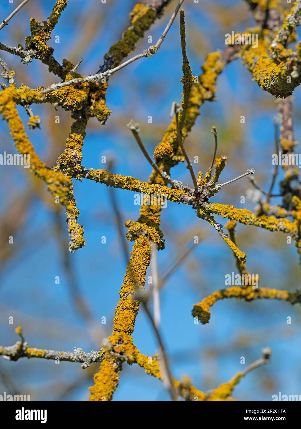 Brown lichen hi-res stock photography and images - Alamy