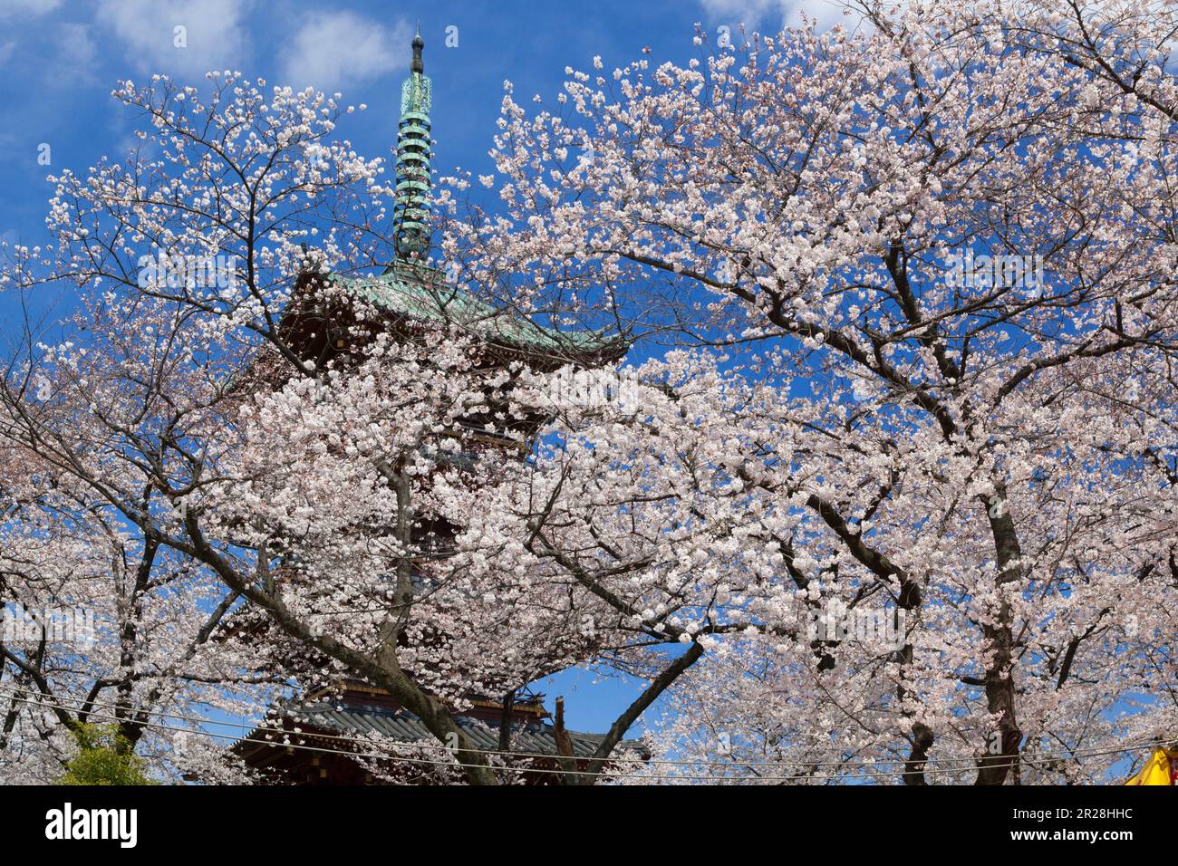 Ueno, former Kaneiji Temple five-story pagoda and cherry blossoms Stock ...