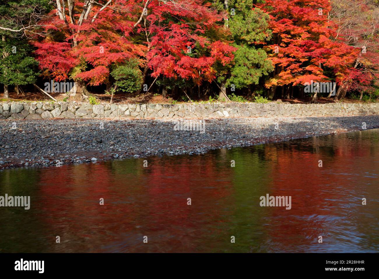 Autumn leaves of Ise Shrine Isuzu River Stock Photo - Alamy
