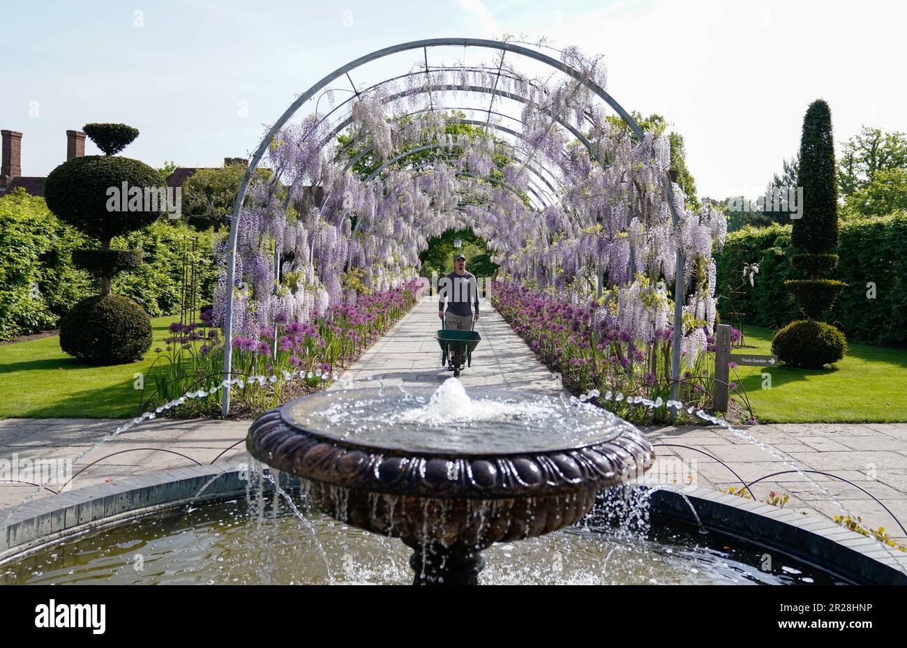 Wisteria ampics hi-res stock photography and images - Alamy