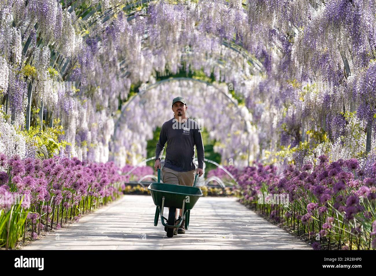 Wisteria ampics hi-res stock photography and images - Alamy