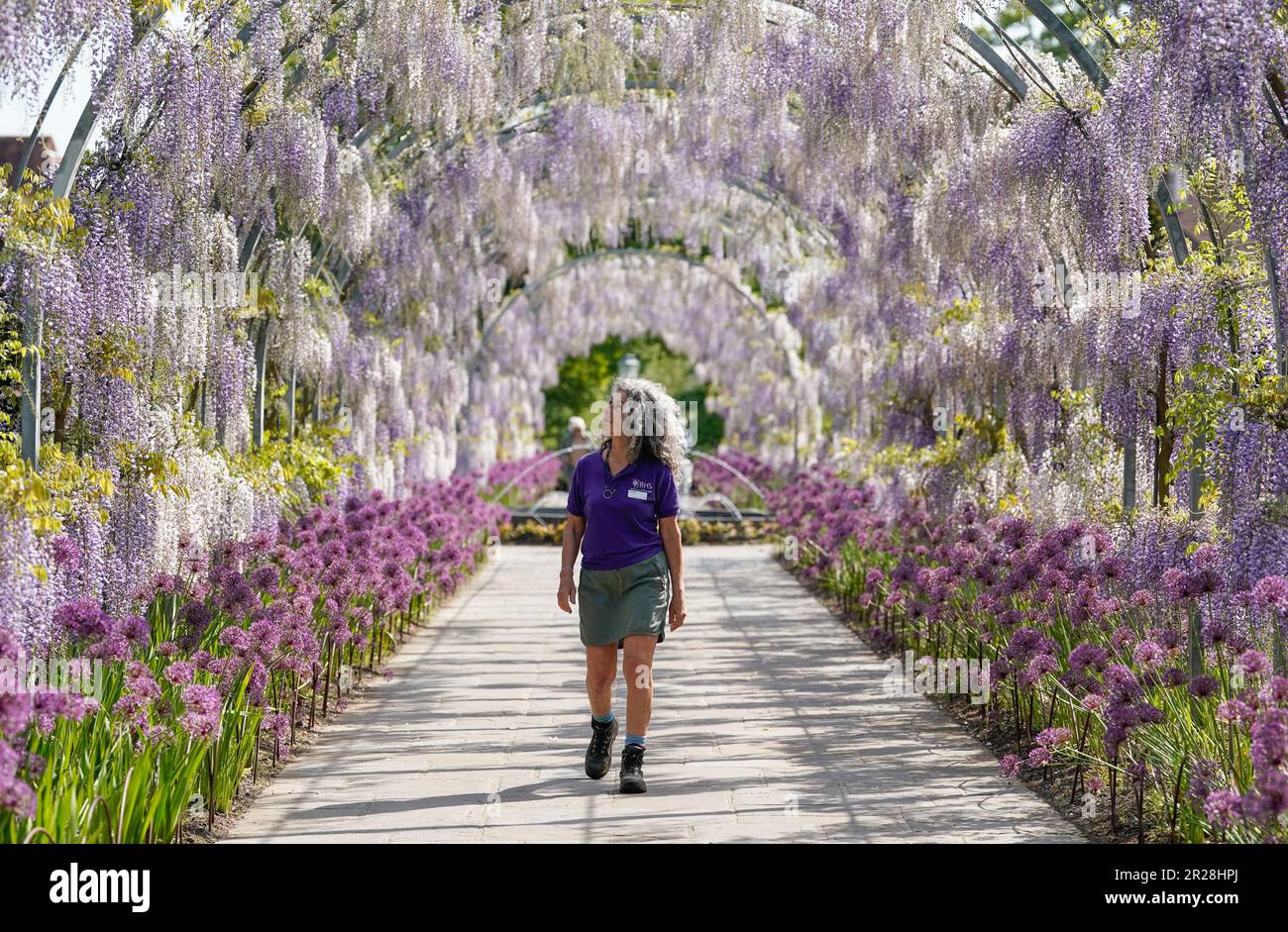 Wisteria ampics hi-res stock photography and images - Alamy