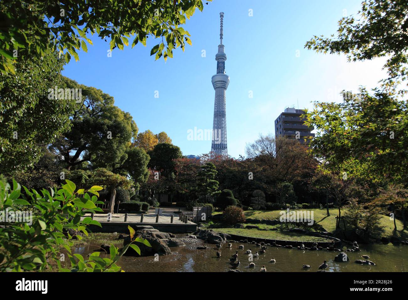 Tokyo Sky Tree viewed from Sumida Park Stock Photo - Alamy