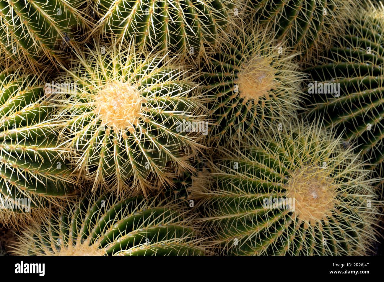 Echinocactus grusonii spikes hi-res stock photography and images - Alamy