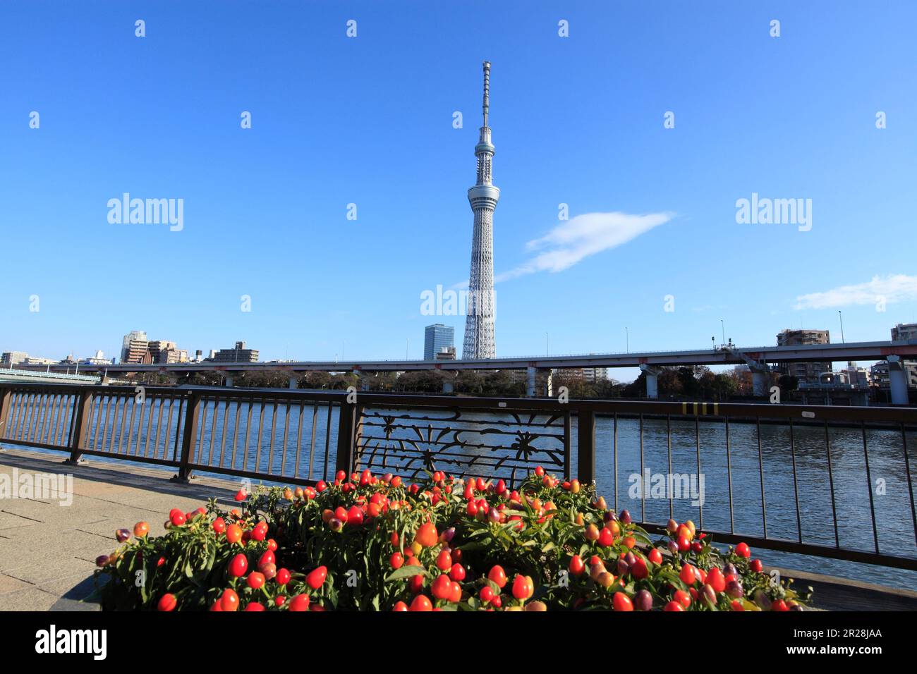 Tokyo sky tree and Sumida river terrace Stock Photo - Alamy