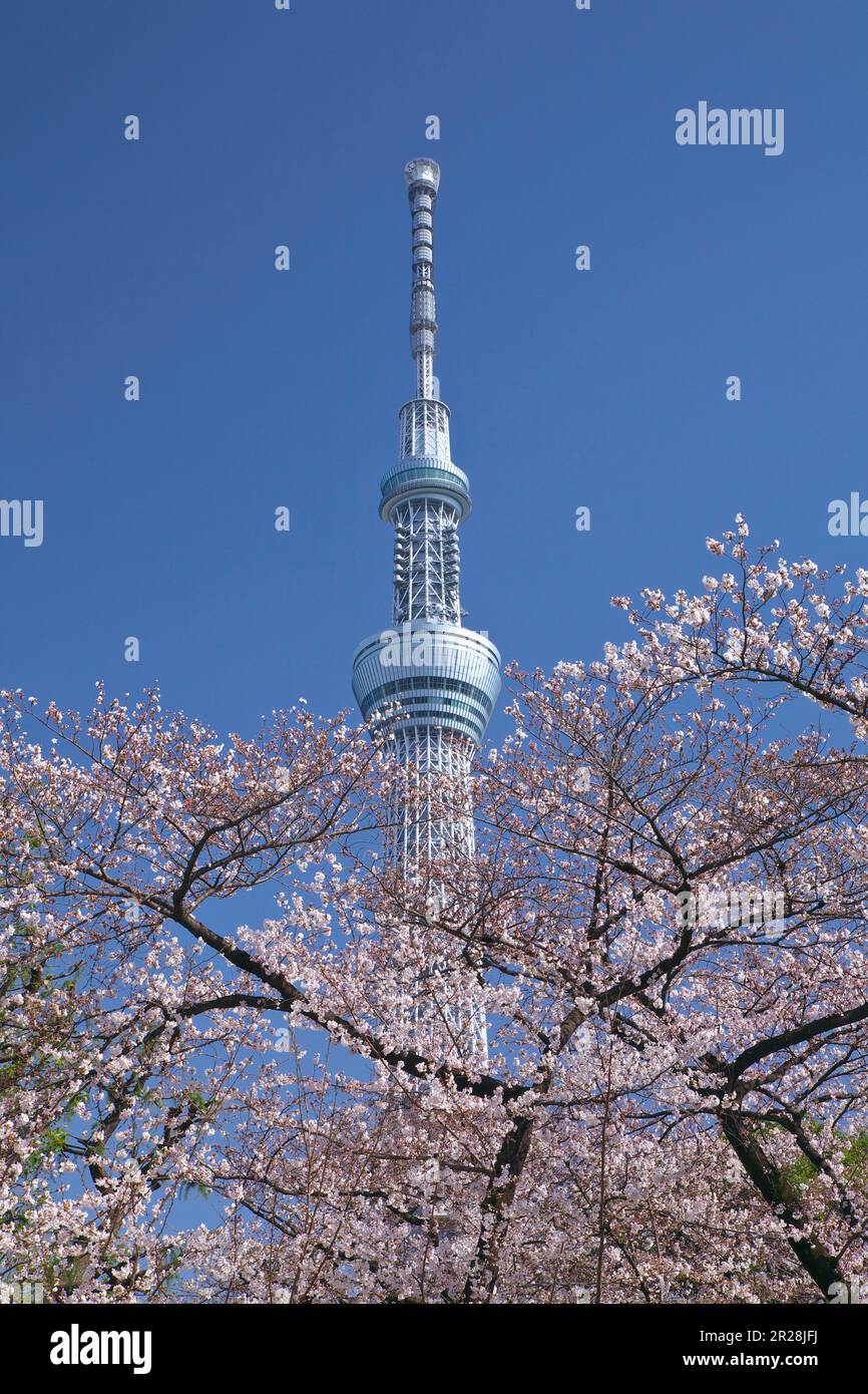 Tokyo park blossom hi-res stock photography and images - Alamy