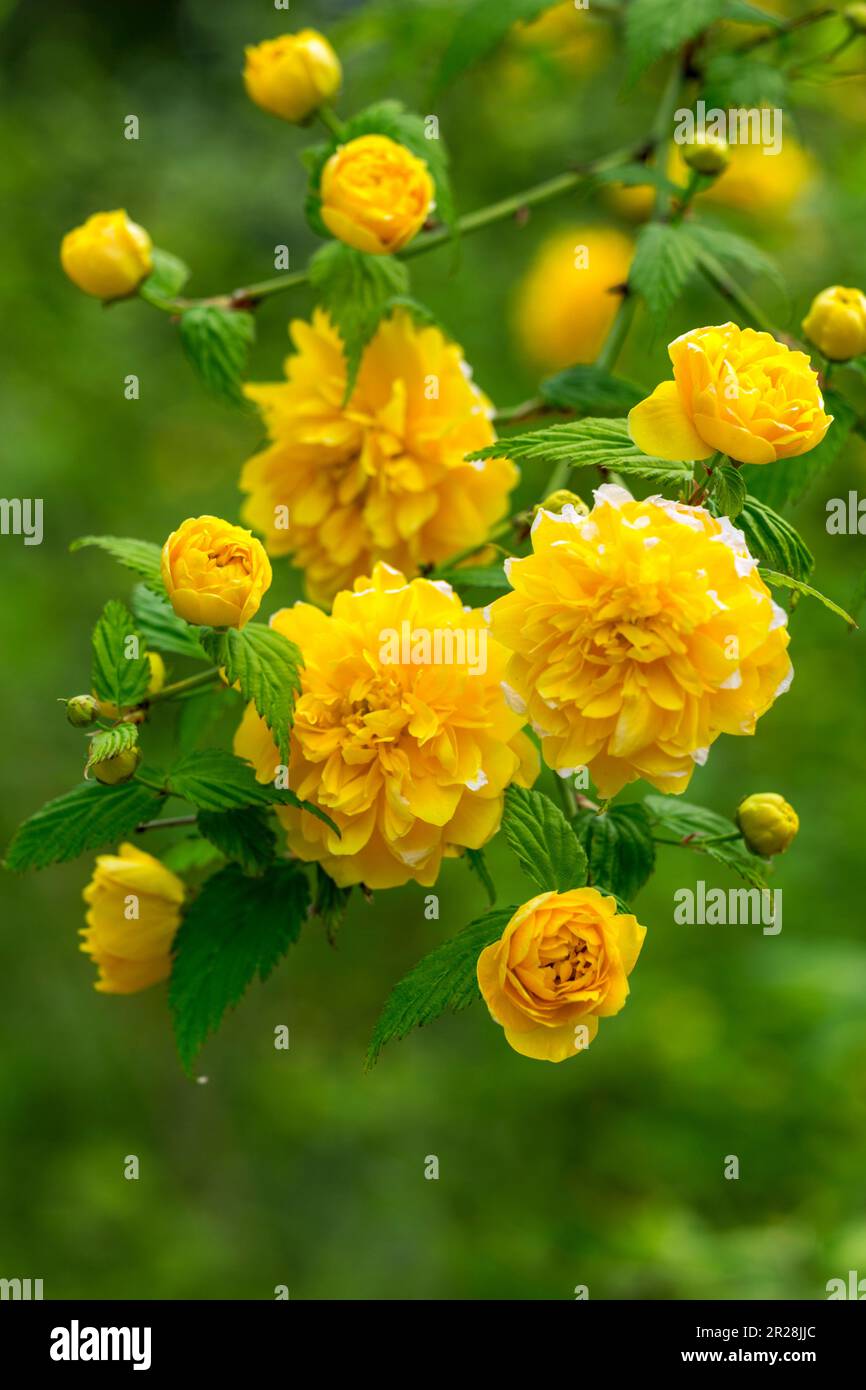 Kerria hi-res stock photography and images - Alamy