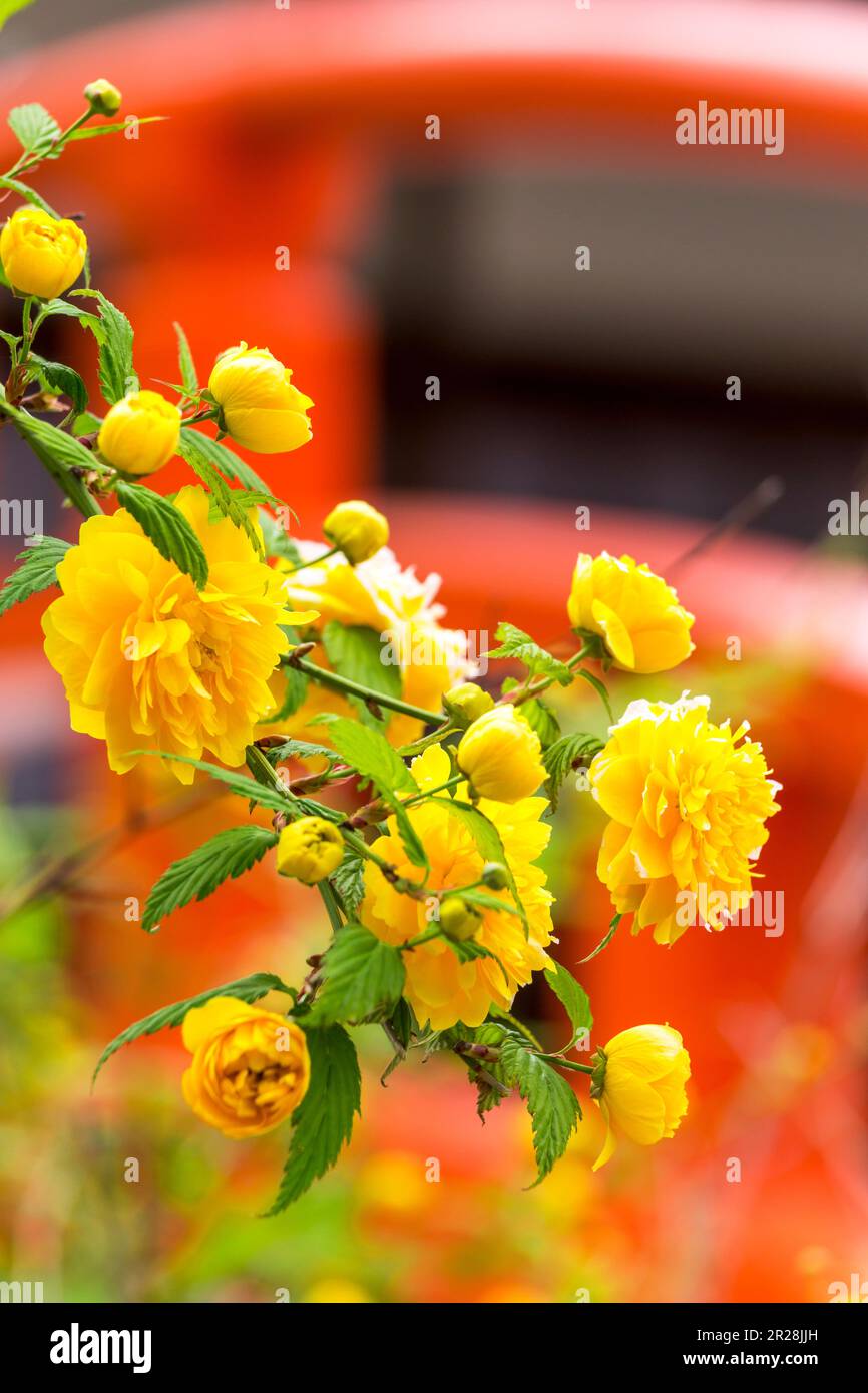 Kerria hi-res stock photography and images - Alamy