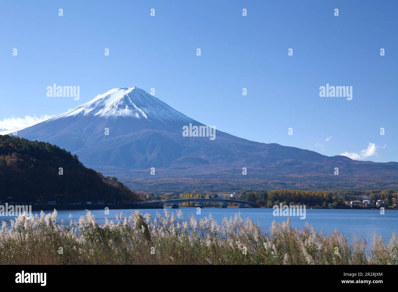 Silver grass and Mt.Fujisan Stock Photo - Alamy