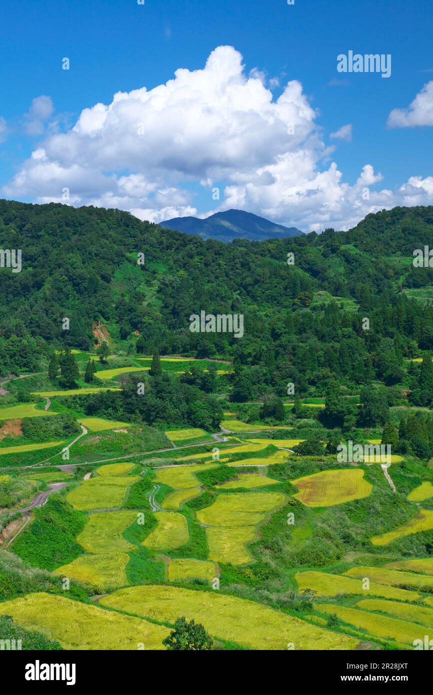 Ripe stepped rice paddy Stock Photo - Alamy