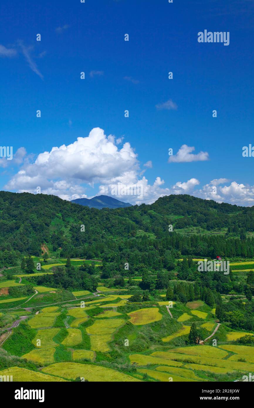 Ripe stepped rice paddy Stock Photo - Alamy