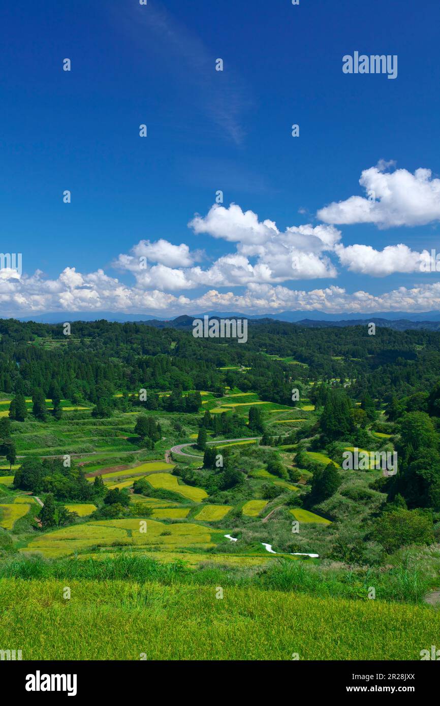 Ripe stepped rice paddy Stock Photo - Alamy