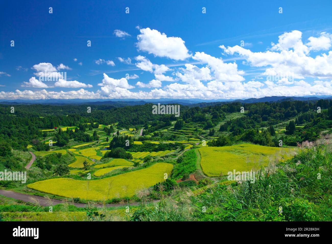 Japan niigata rice hi-res stock photography and images - Alamy